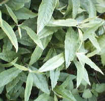 ASSA-PEIXE, ATA(FRUTA-DO-CONDE E BAUNILHA